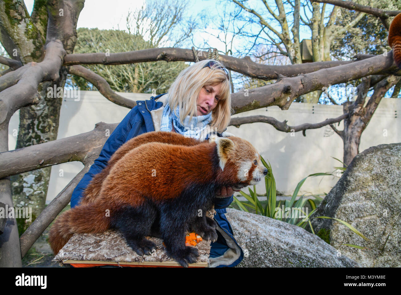 Paradise park cornwall pandas hi-res stock photography and images - Alamy