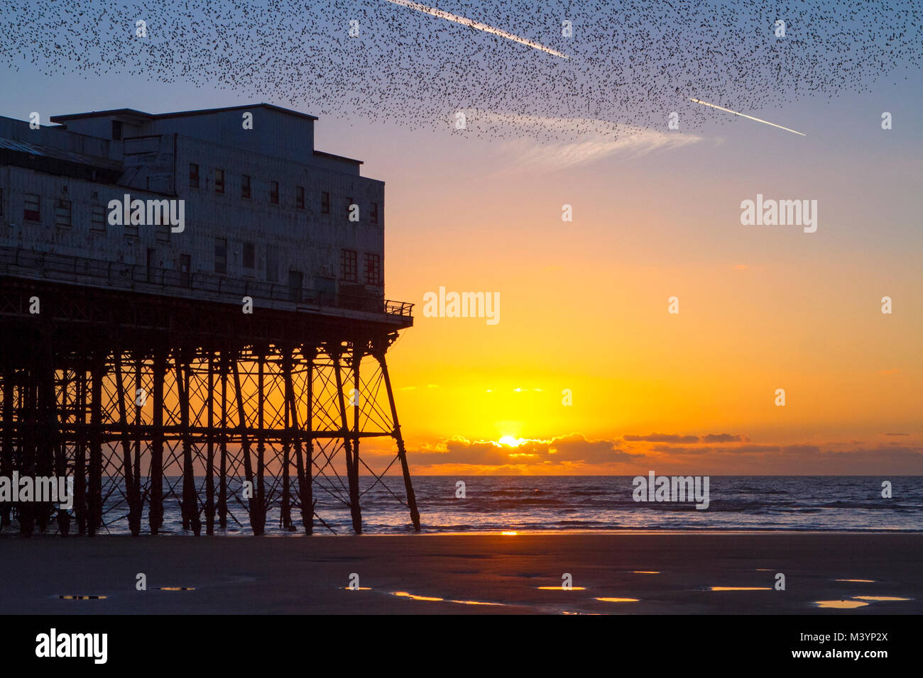 flock fly animal starling flight swarm bird dusk murmuration blackpool ...