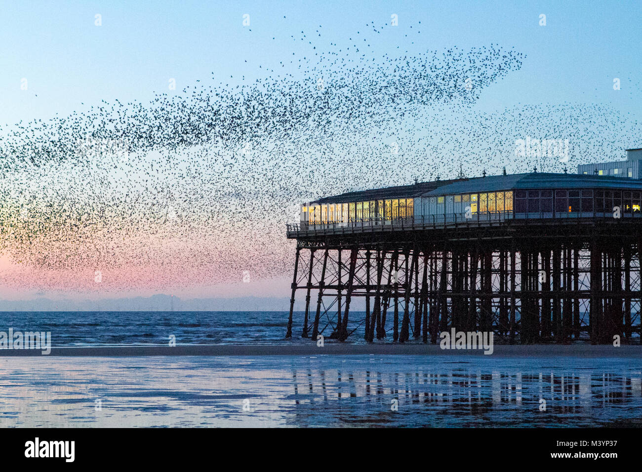 flock fly animal starling flight swarm bird dusk murmuration blackpool ...