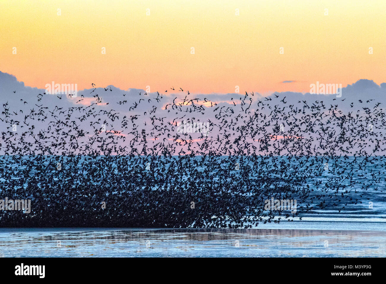 flock fly animal starling flight swarm bird dusk murmuration blackpool ...