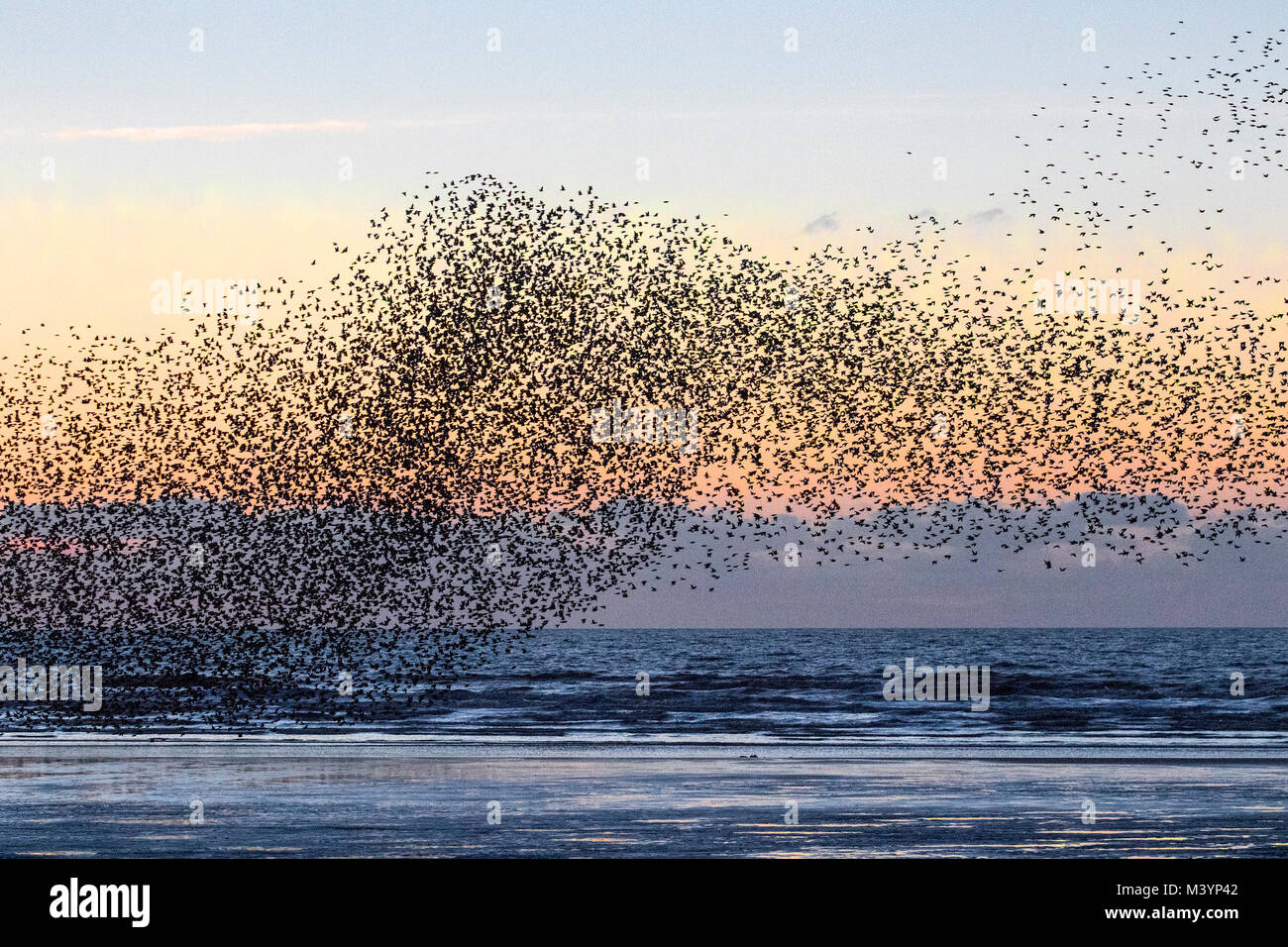 flock fly animal starling flight swarm bird dusk murmuration blackpool pier roost birds flying ...