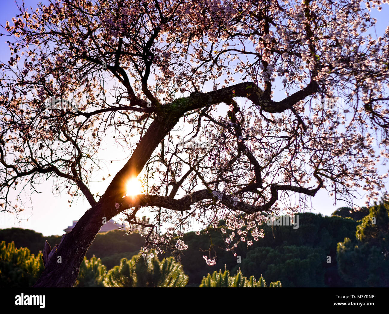 Spring almond tree in flowers Stock Photo - Alamy