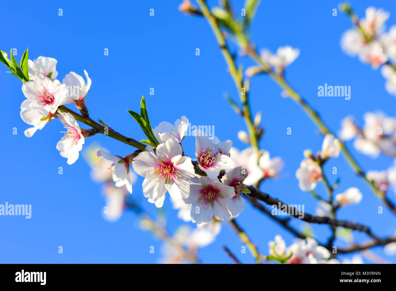 Spring almond tree in flowers Stock Photo - Alamy