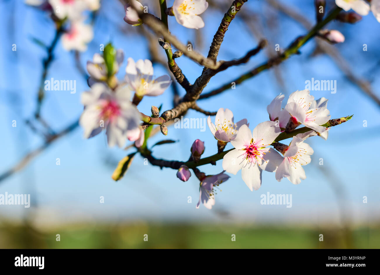 Spring almond tree in flowers Stock Photo - Alamy