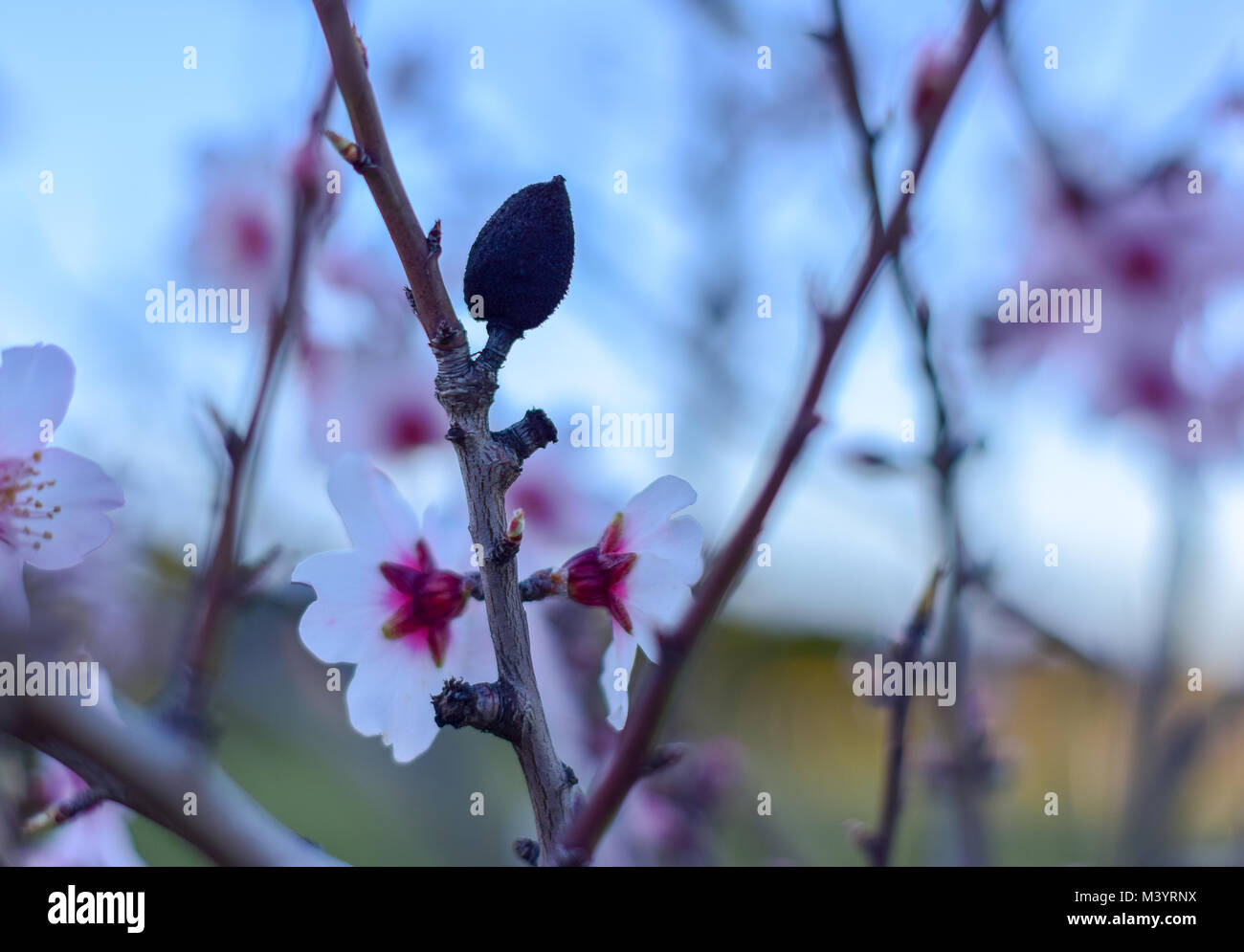 Spring almond tree in flowers Stock Photo - Alamy