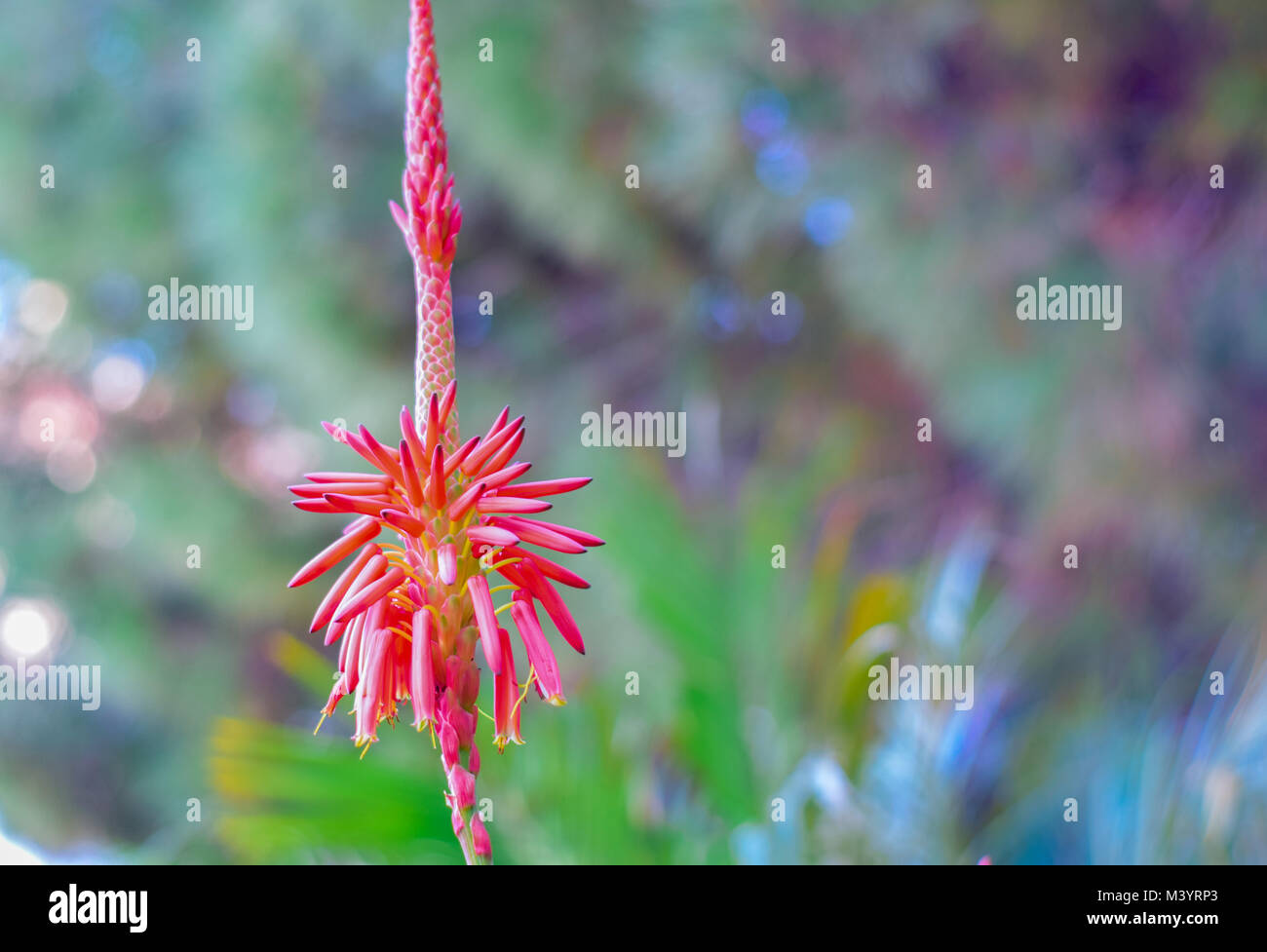 Beautiful plants in garden Stock Photo - Alamy