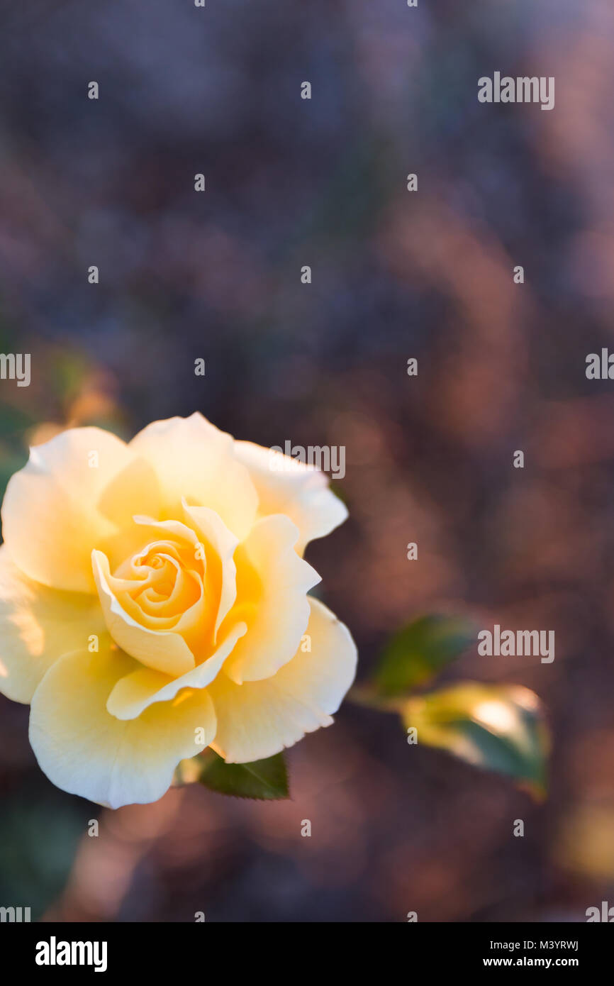 Rose climbers hi-res stock photography and images - Alamy