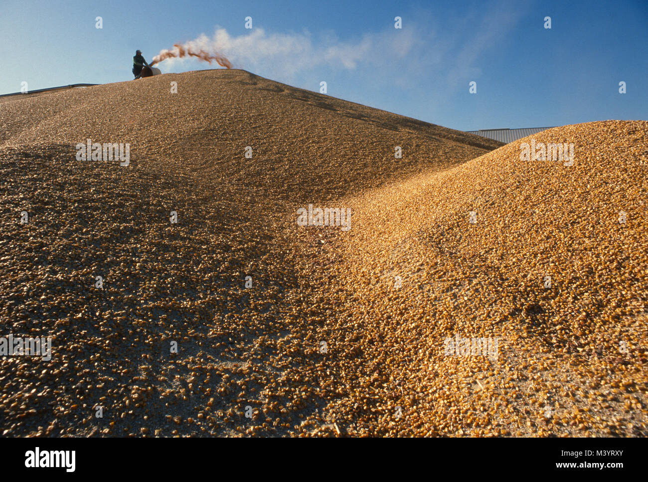 Surplus corn being pumped into an outdoor storage facility in western ...