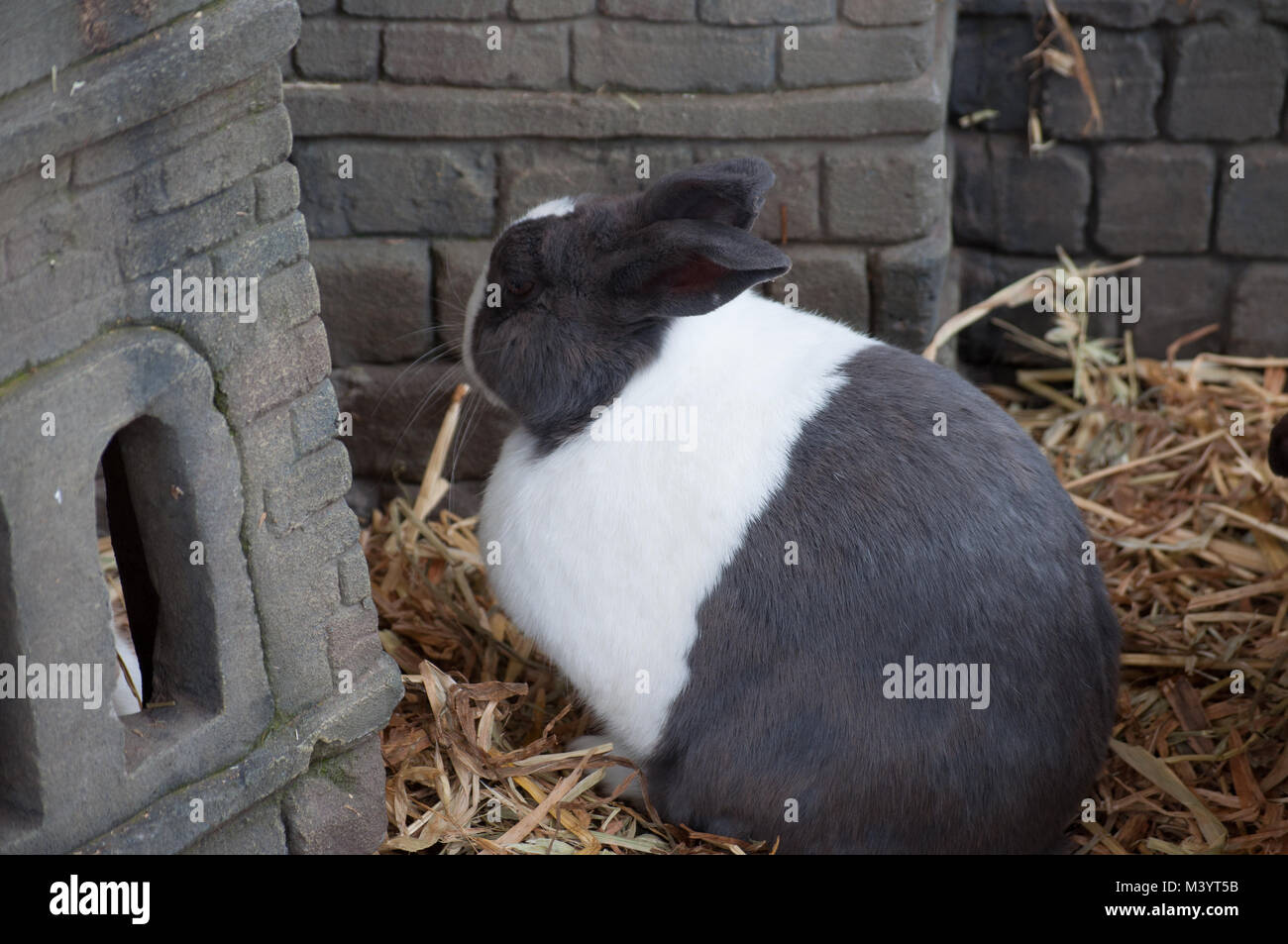 Rabbit enclosure hi-res stock photography and images - Alamy