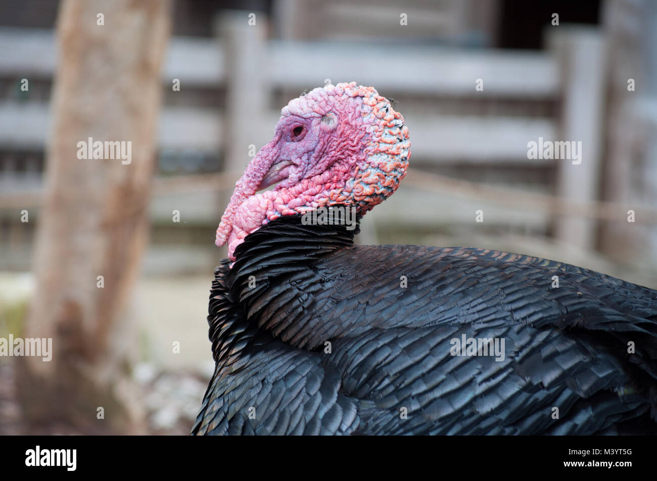 Turkey bird poultry hi-res stock photography and images - Alamy
