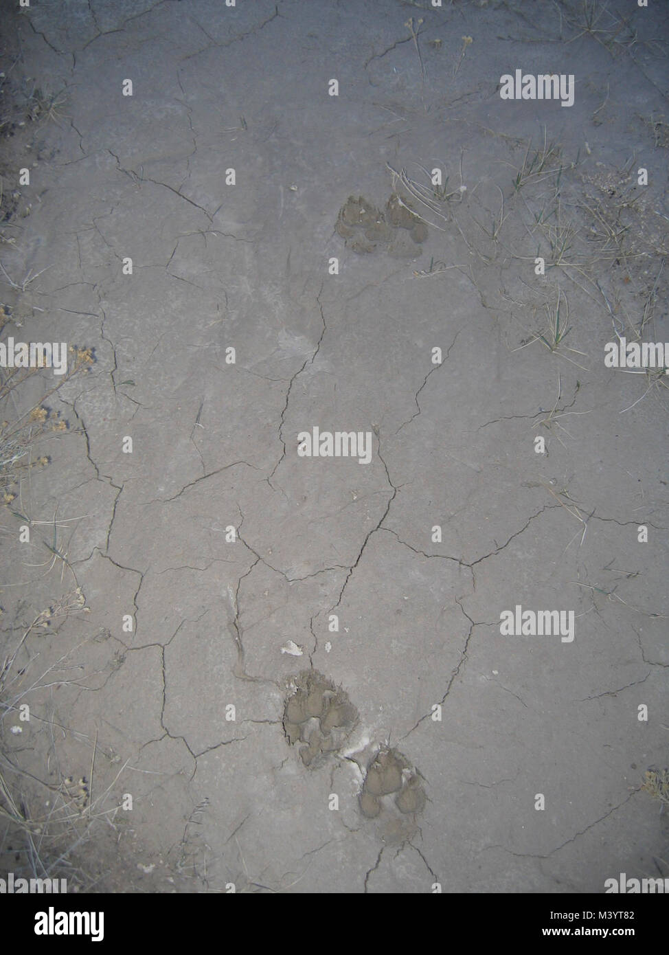 Coyote Footprints High Resolution Stock Photography and Images - Alamy