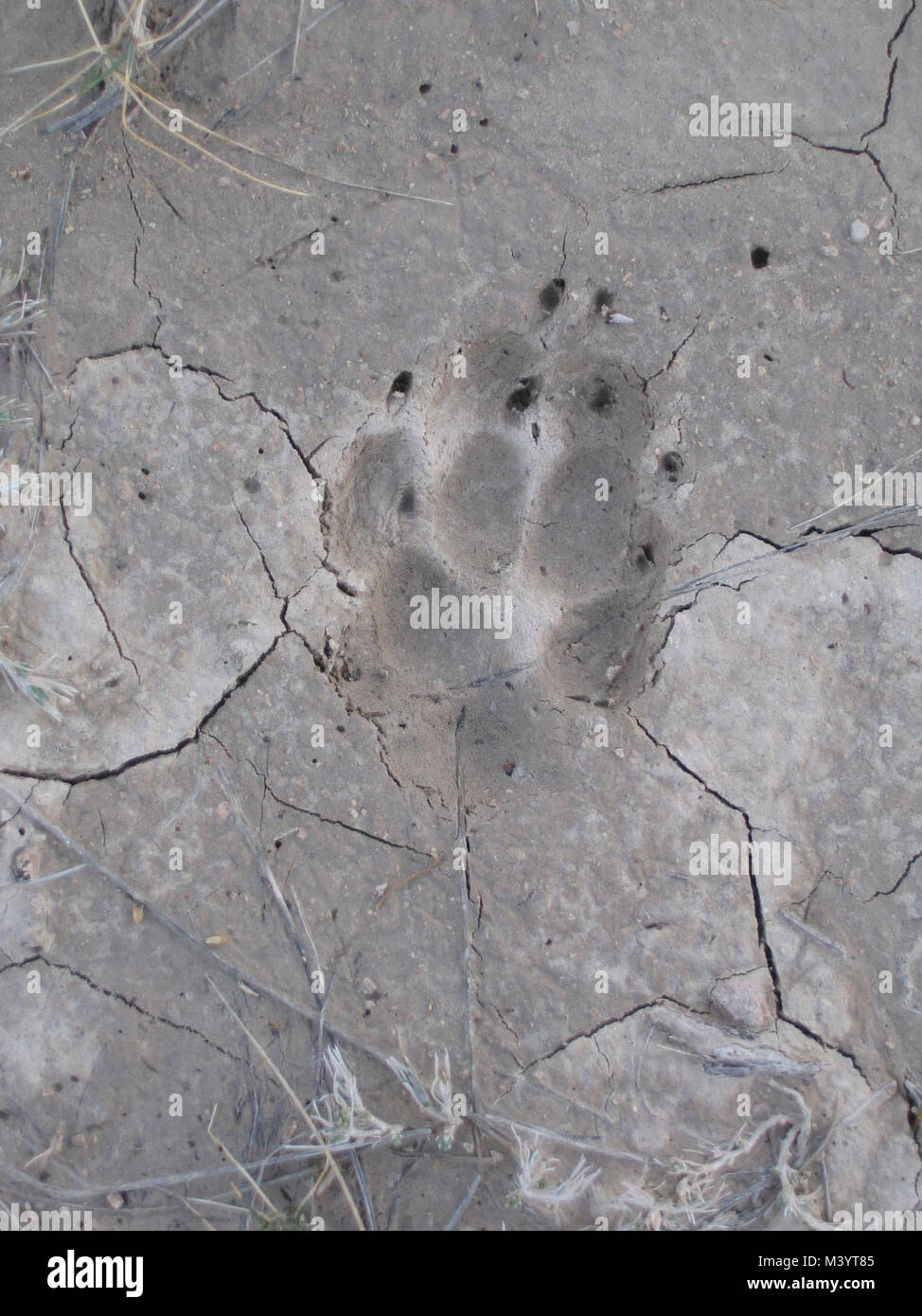 Coyote footprints hi-res stock photography and images - Alamy
