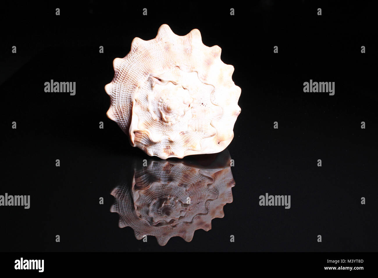 Sea snail shell. Big sea Snail shell on black reflective studio ...