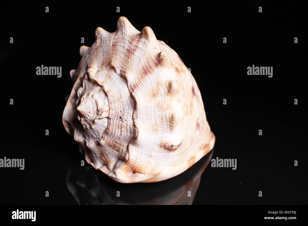 Sea snail shell. Big sea Snail shell on black reflective studio ...