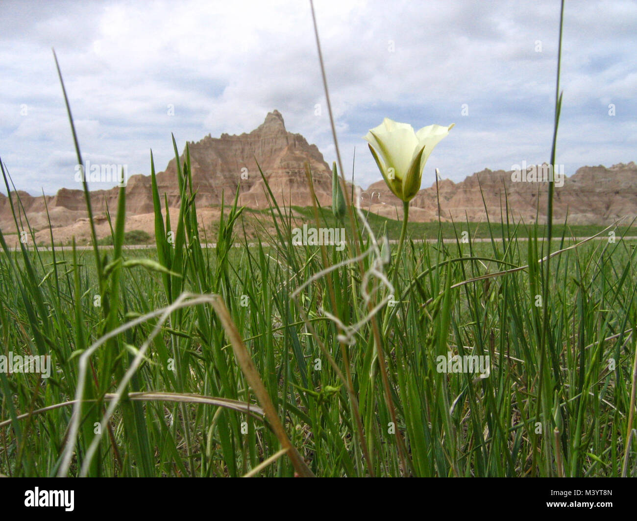 Sego lily flower hi-res stock photography and images - Alamy