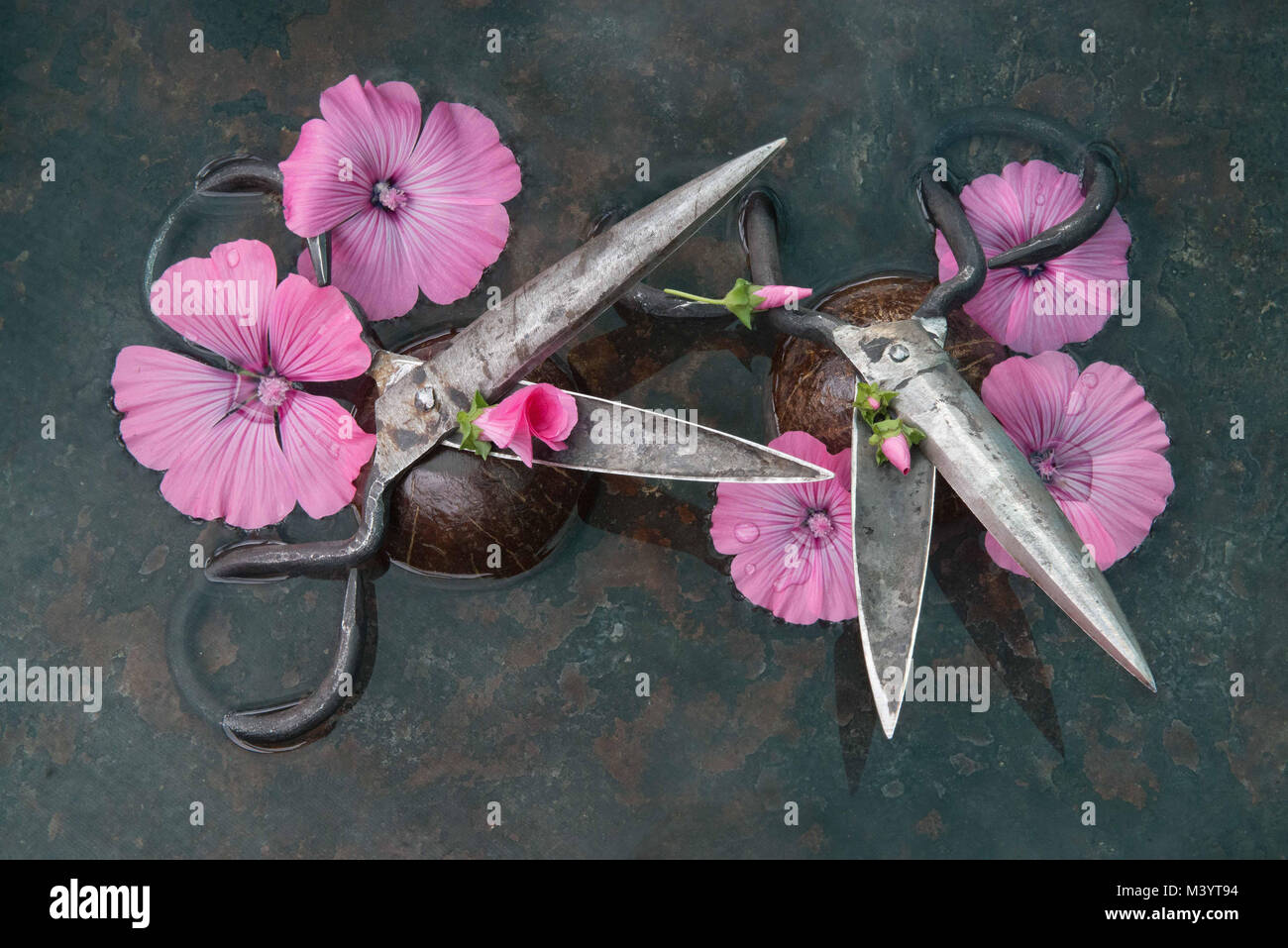 Two pairs of rough metal black scissors with open blades amidst huge ...