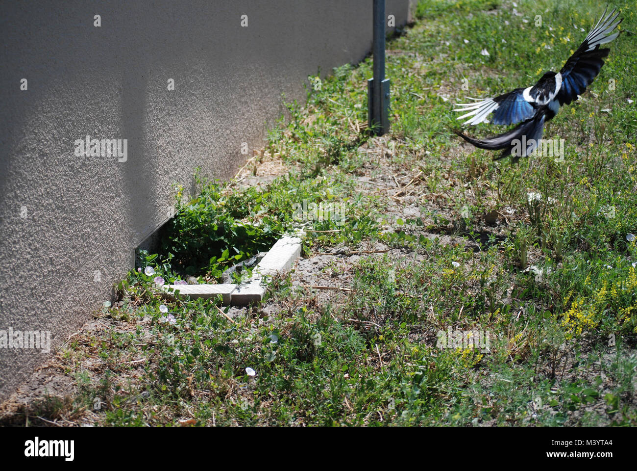 Bullsnake and Magpie fighting Stock Photo - Alamy