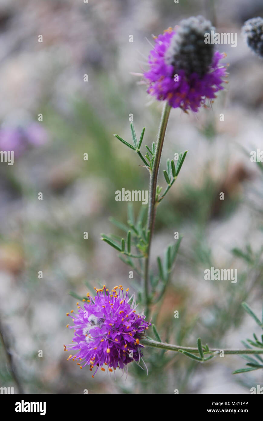 Purple Prairie Clover Stock Photo - Alamy