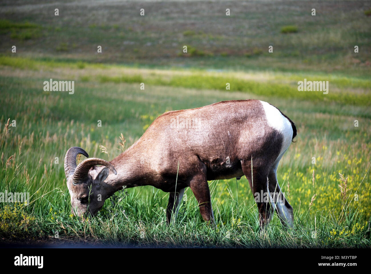 Young Bighorn Ram Stock Photo - Alamy