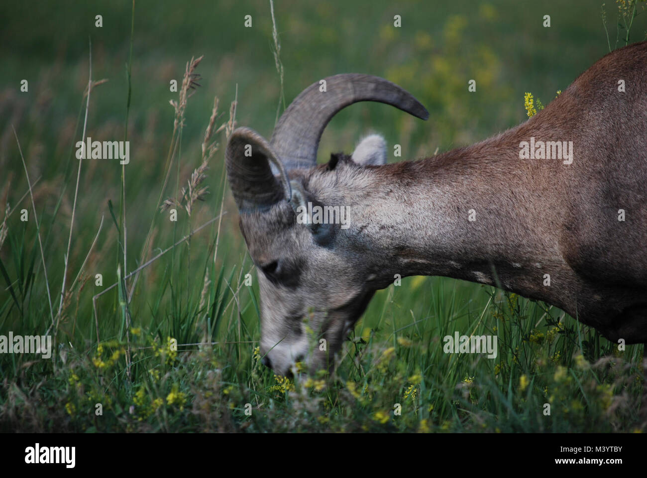 Young Bighorn Ram Eating Stock Photo - Alamy