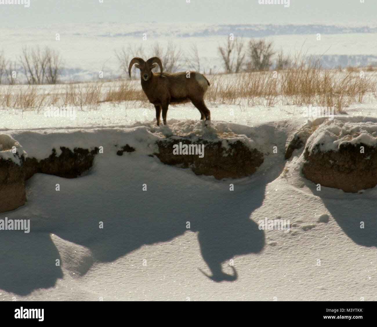 Bighorn Sheep Ram in Snow Stock Photo - Alamy