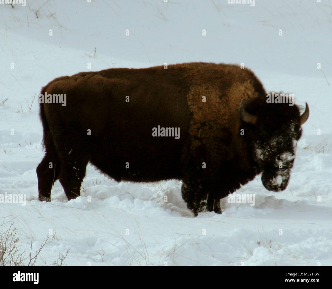 Bison in Snow Stock Photo - Alamy
