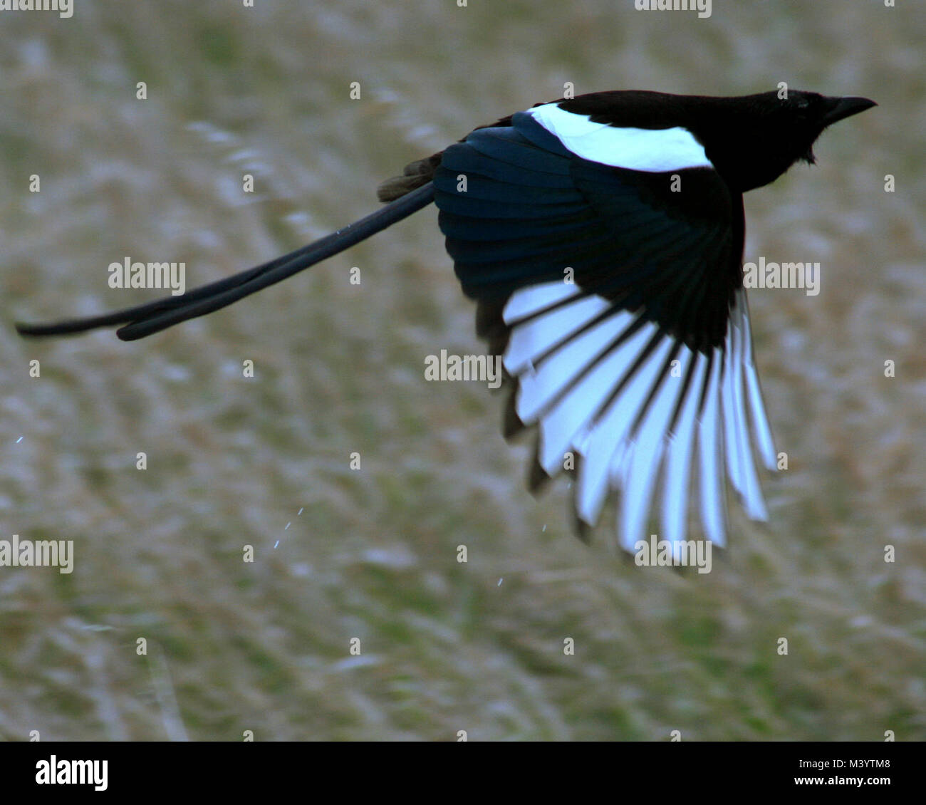 Black-billed Magpie in Flight Stock Photo - Alamy