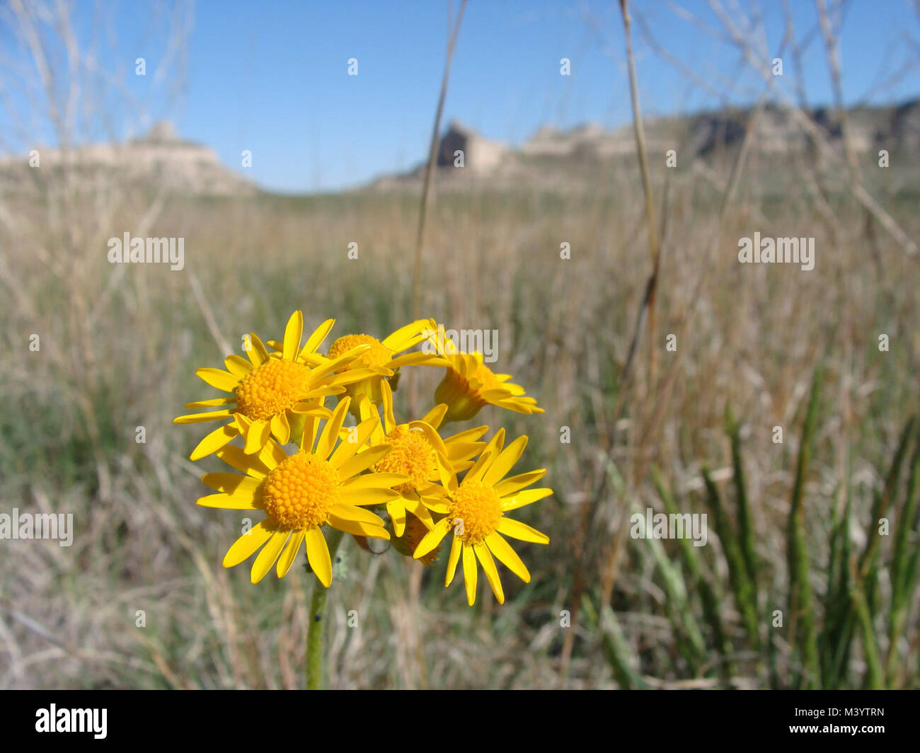 Prairie Groundsel - Packera plattensis Stock Photo - Alamy