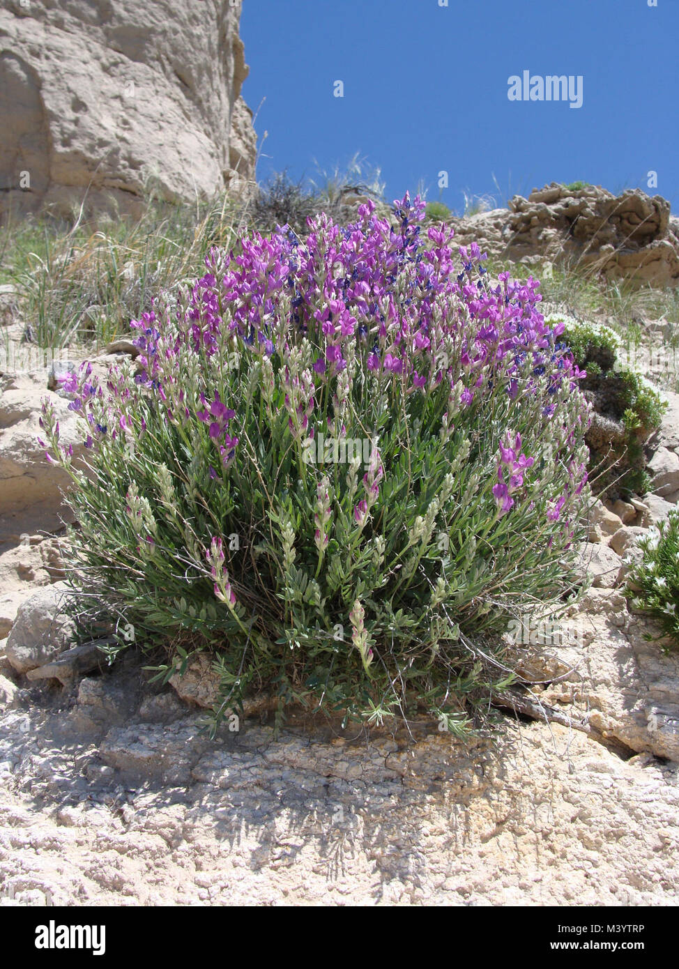 Purple Locoweed - Oxytropis lambertii Stock Photo - Alamy
