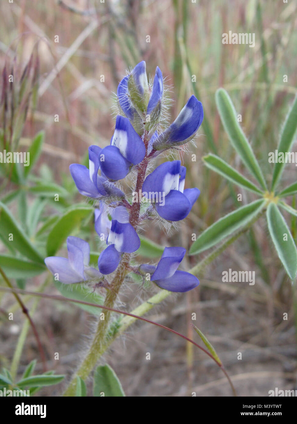 Lupinus pusillus hi-res stock photography and images - Alamy