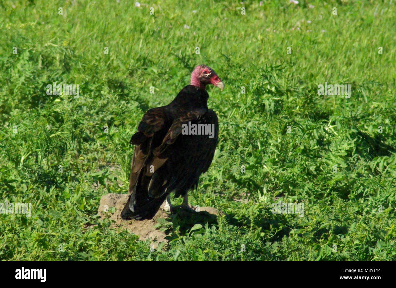 Western turkey vulture hi-res stock photography and images - Alamy