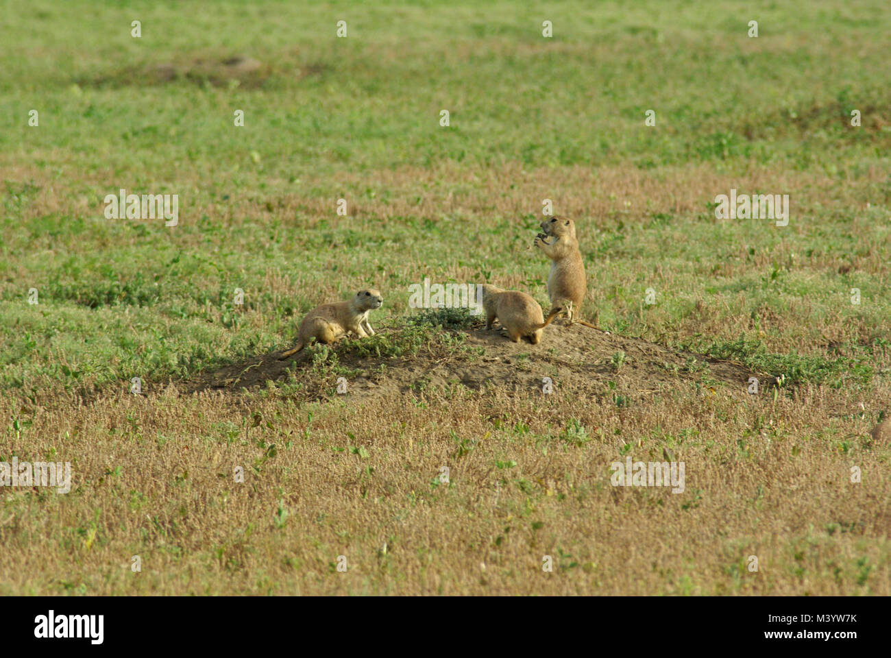 Three Prairie Dogs Stock Photo - Alamy