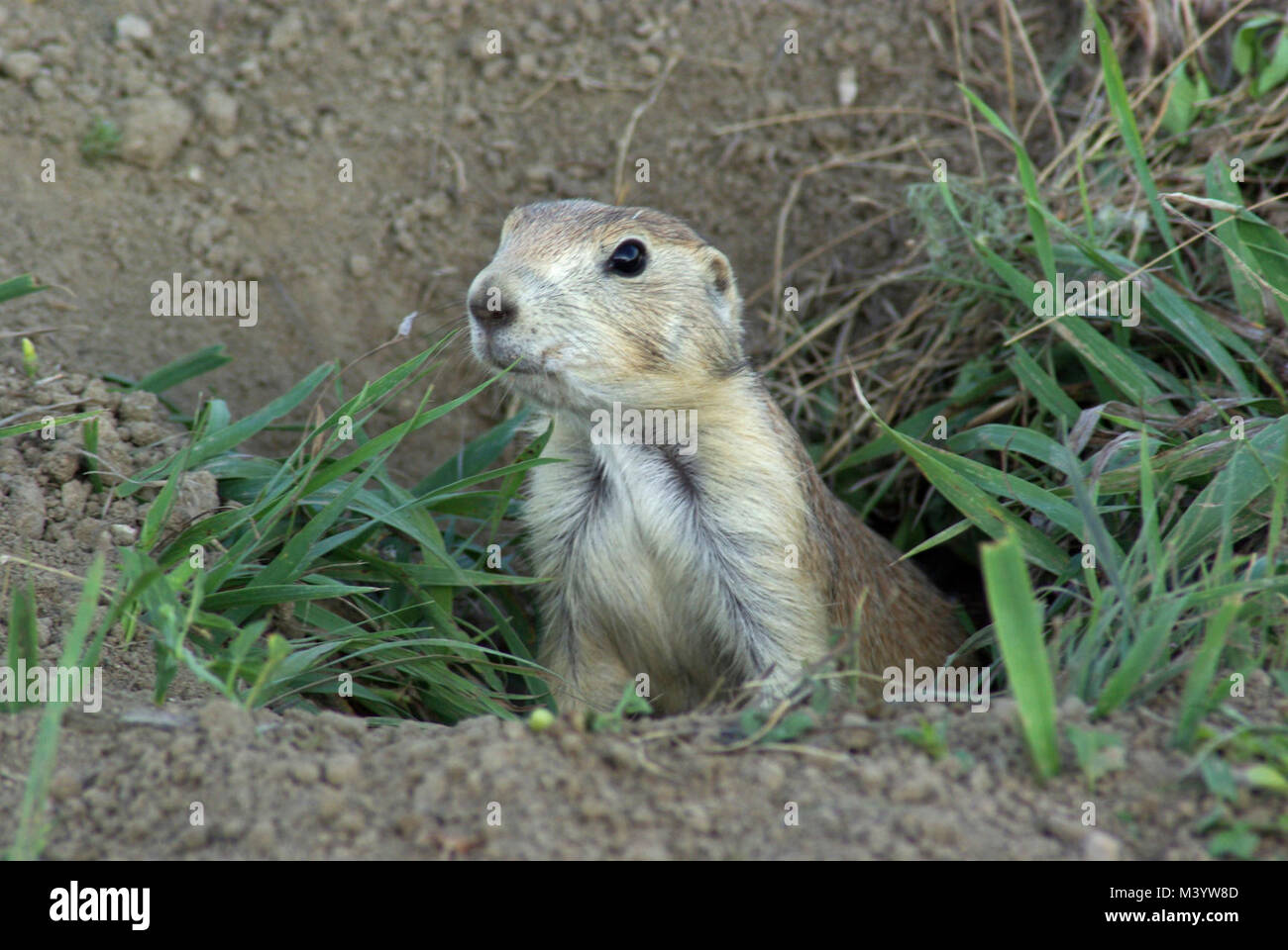 Prairie Dog In Hole Stock Photo - Alamy