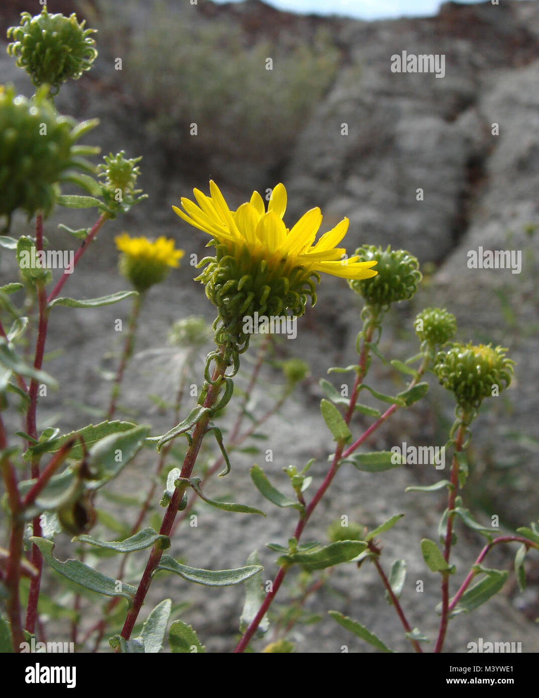 Curlycup Gumweed - Grindelia squarrosa Stock Photo - Alamy