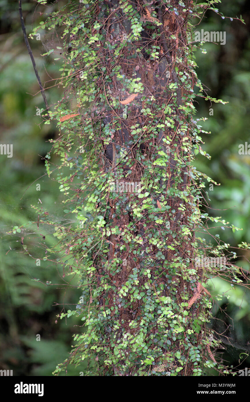 Waipoura hi-res stock photography and images - Alamy