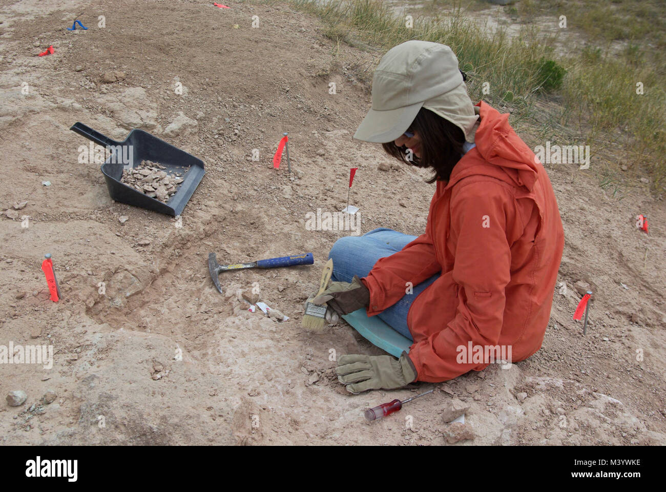 Paleontologist dig site hi-res stock photography and images - Alamy