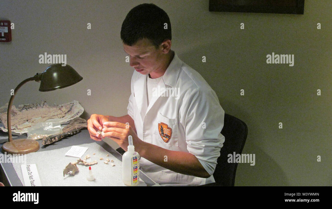 Levi Gluing Pieces of Vertebra 1. Using an acetone/polymer glue ...