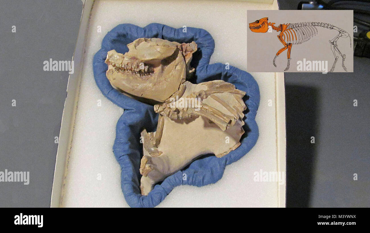 Oreodont Fossil Displayed With Drawing. Oreodont Fossil Displayed With ...