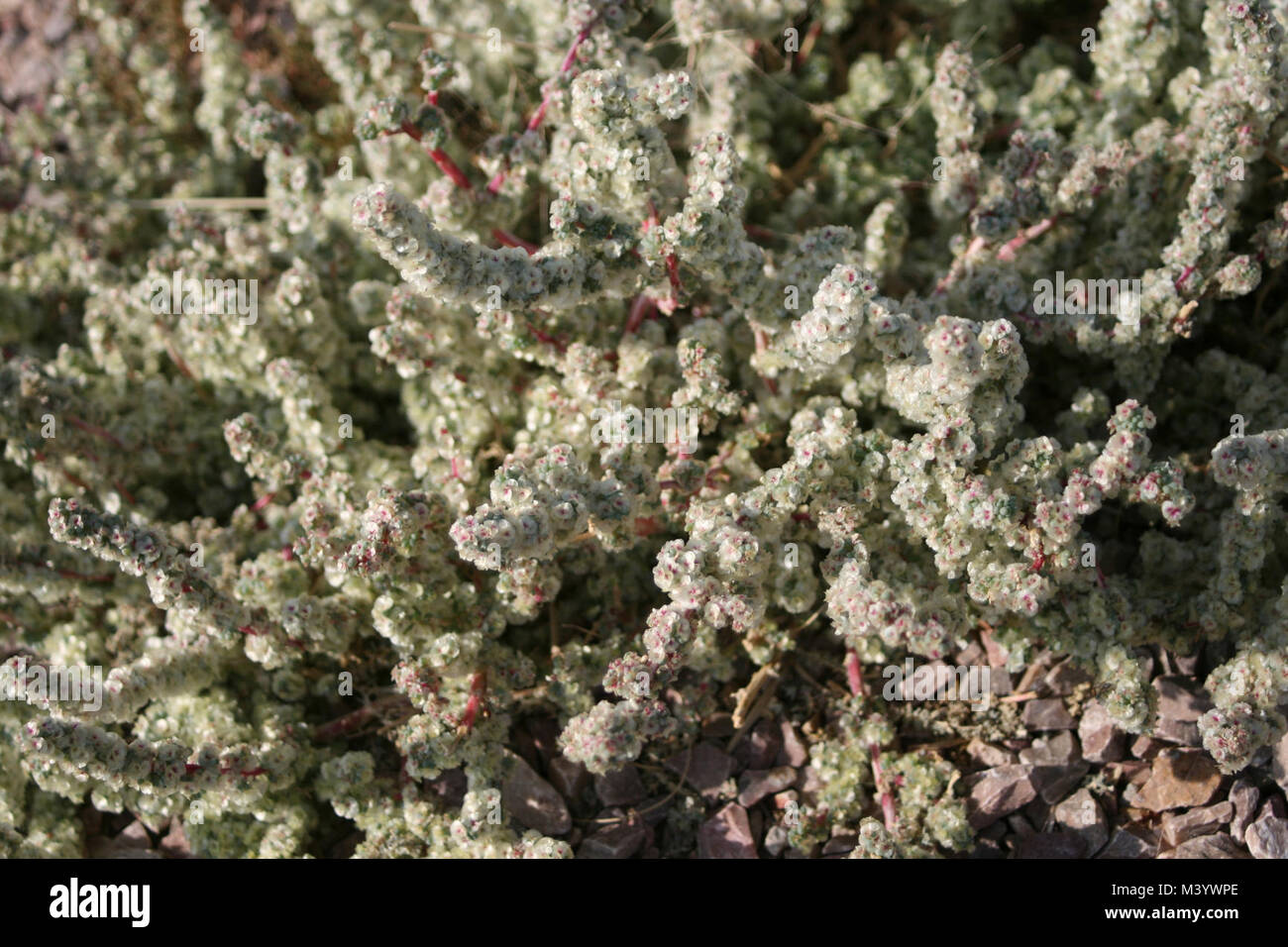 Halogeton glomeratus, an exotic invasive. This weed tends to colonize ...