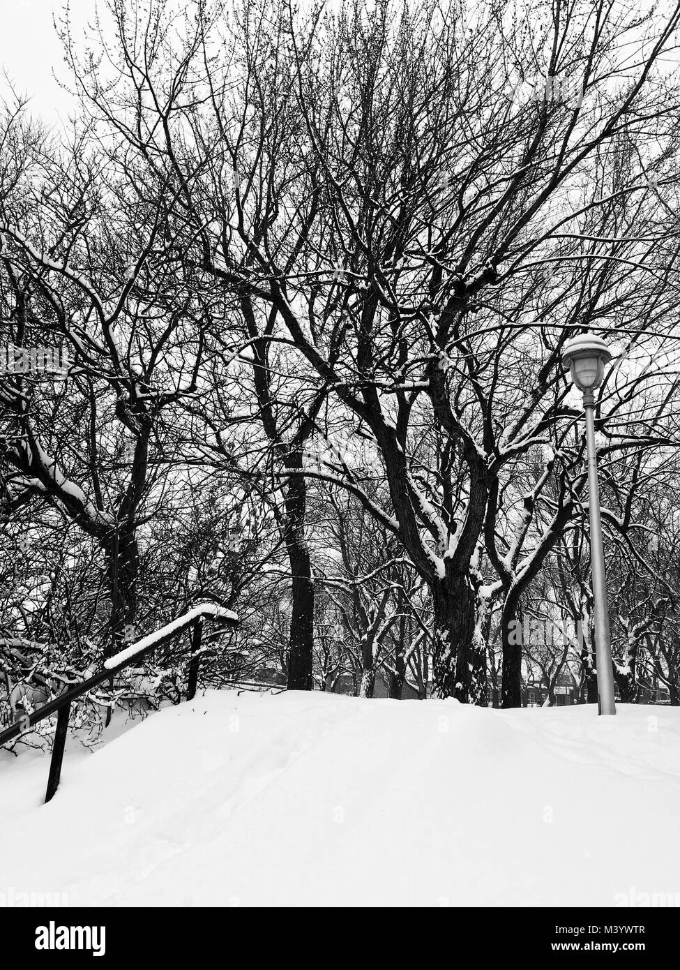 Winter park after snowstorm. Montreal, Canada Stock Photo - Alamy