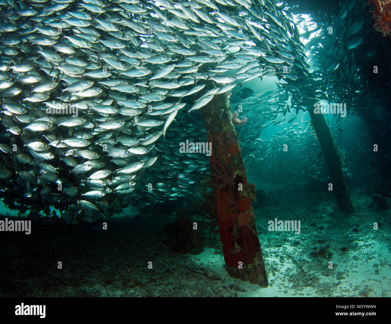 Akule scad swarm under the Arborek Jetty in Raja Ampat Stock Photo - Alamy