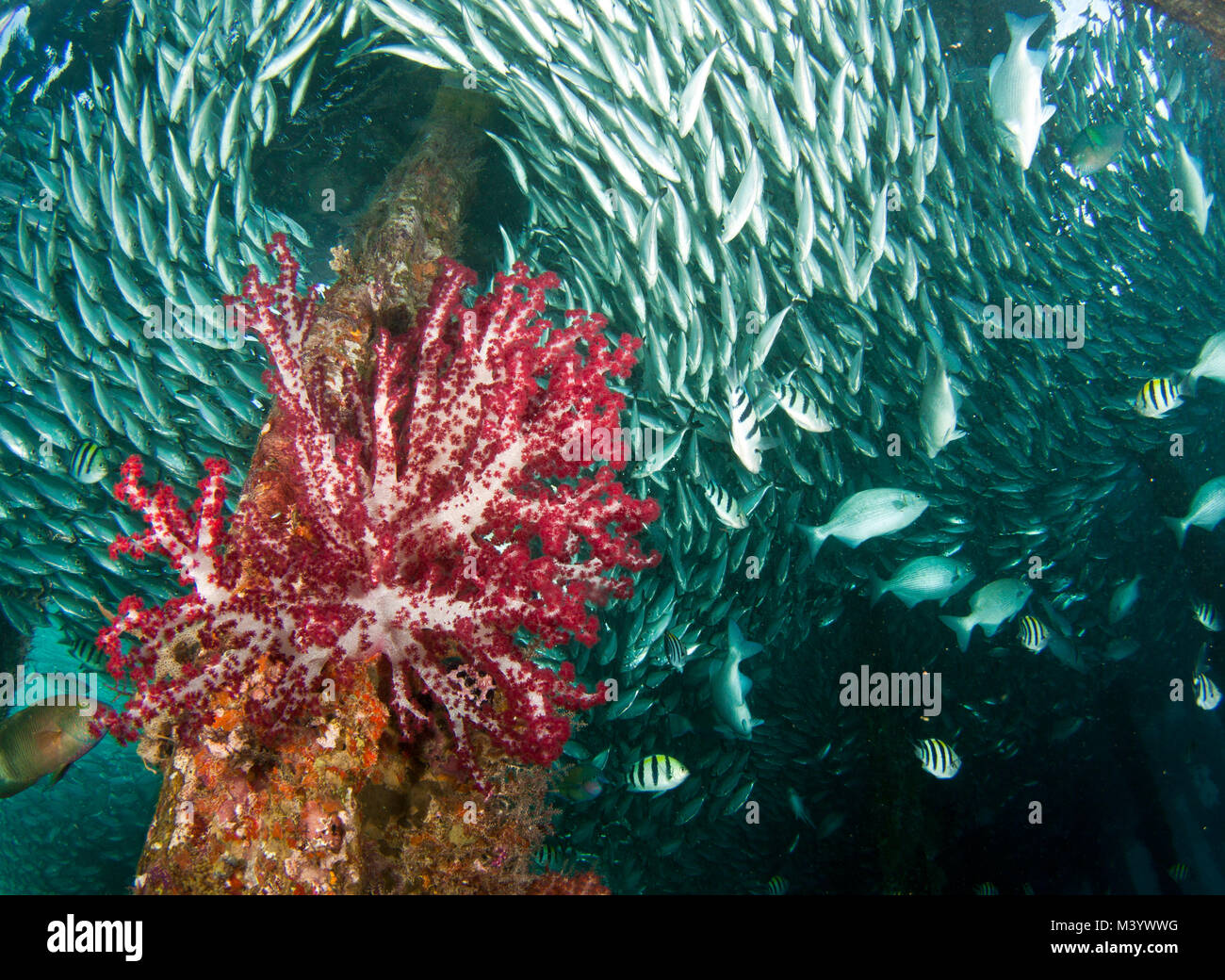 Akule scad swarm under the Arborek Jetty in Raja Ampat Stock Photo - Alamy