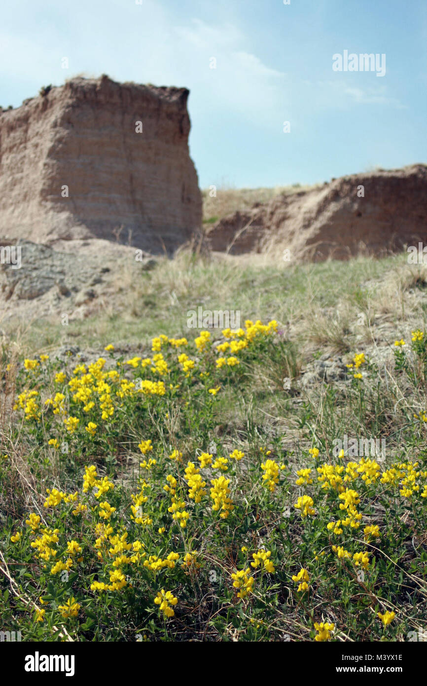 Prairie Goldenpea, Thermopsis rhombifolia Stock Photo - Alamy