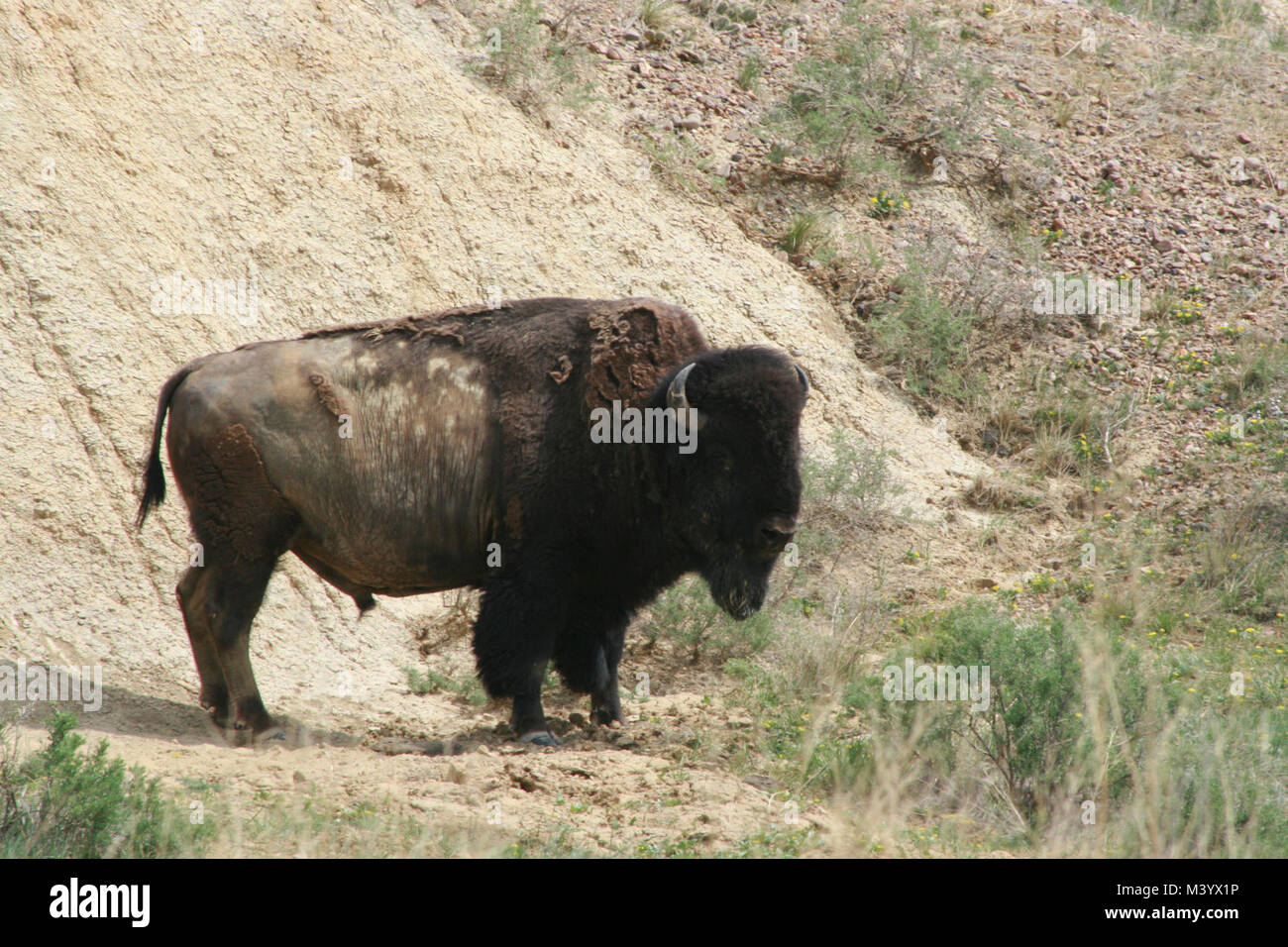 Bull Bison in the Sage Creek Wilderness Area Stock Photo - Alamy