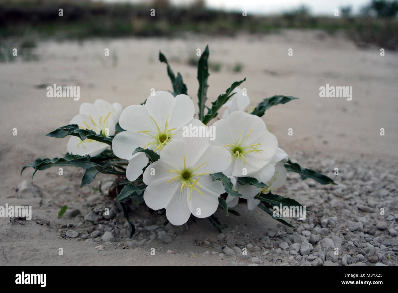 Gumbo Evening-Primrose, Oenothera caespitosa Stock Photo - Alamy