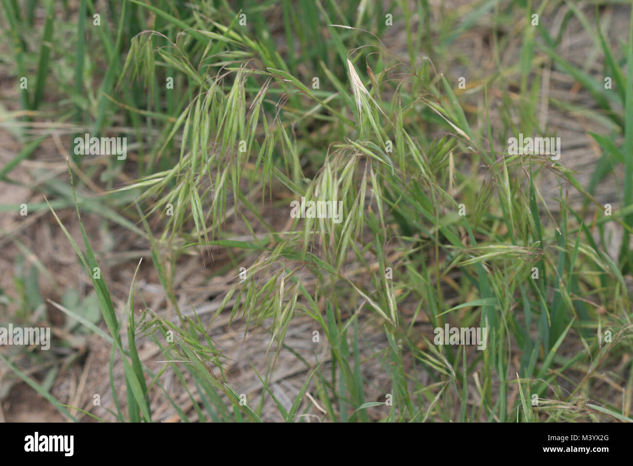 Cheatgrass or Downy Brome - Bromus tectorum Stock Photo - Alamy