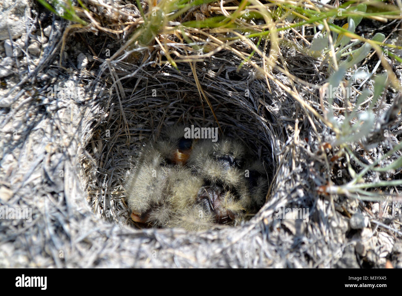 Baby Birds in a Ground Nest Stock Photo - Alamy