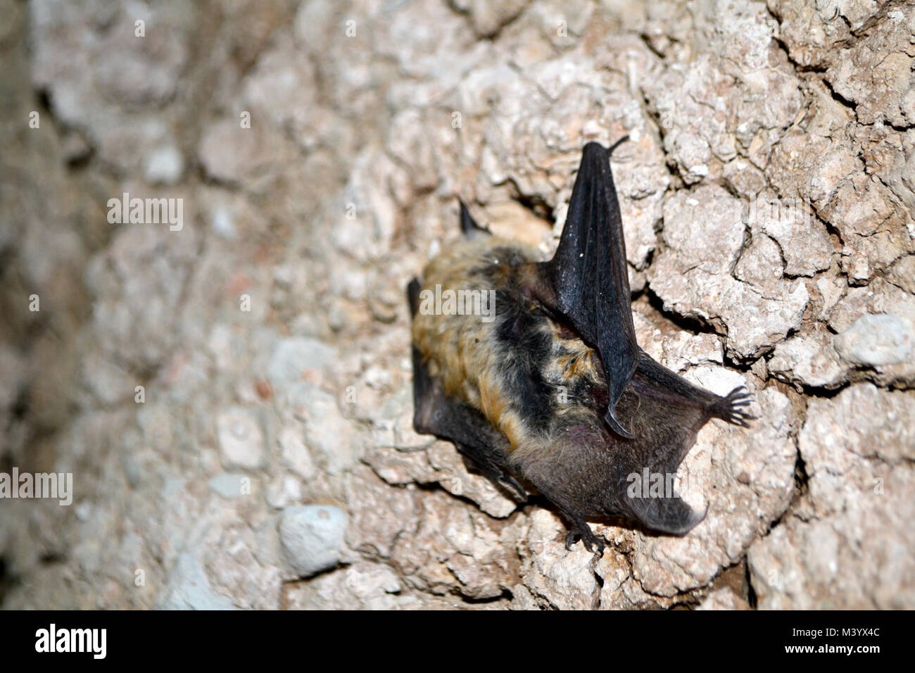 Western small-footed bat, Myotis ciliolabrum. Bat Clinging to Badlands ...