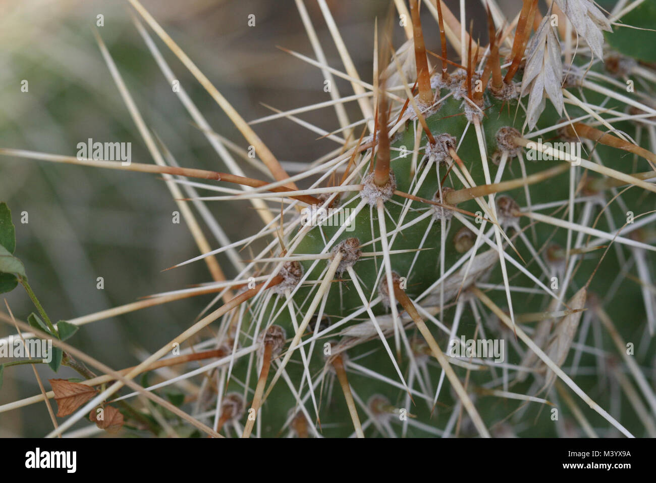 Prickly Pear Cactus Spines Stock Photo Alamy