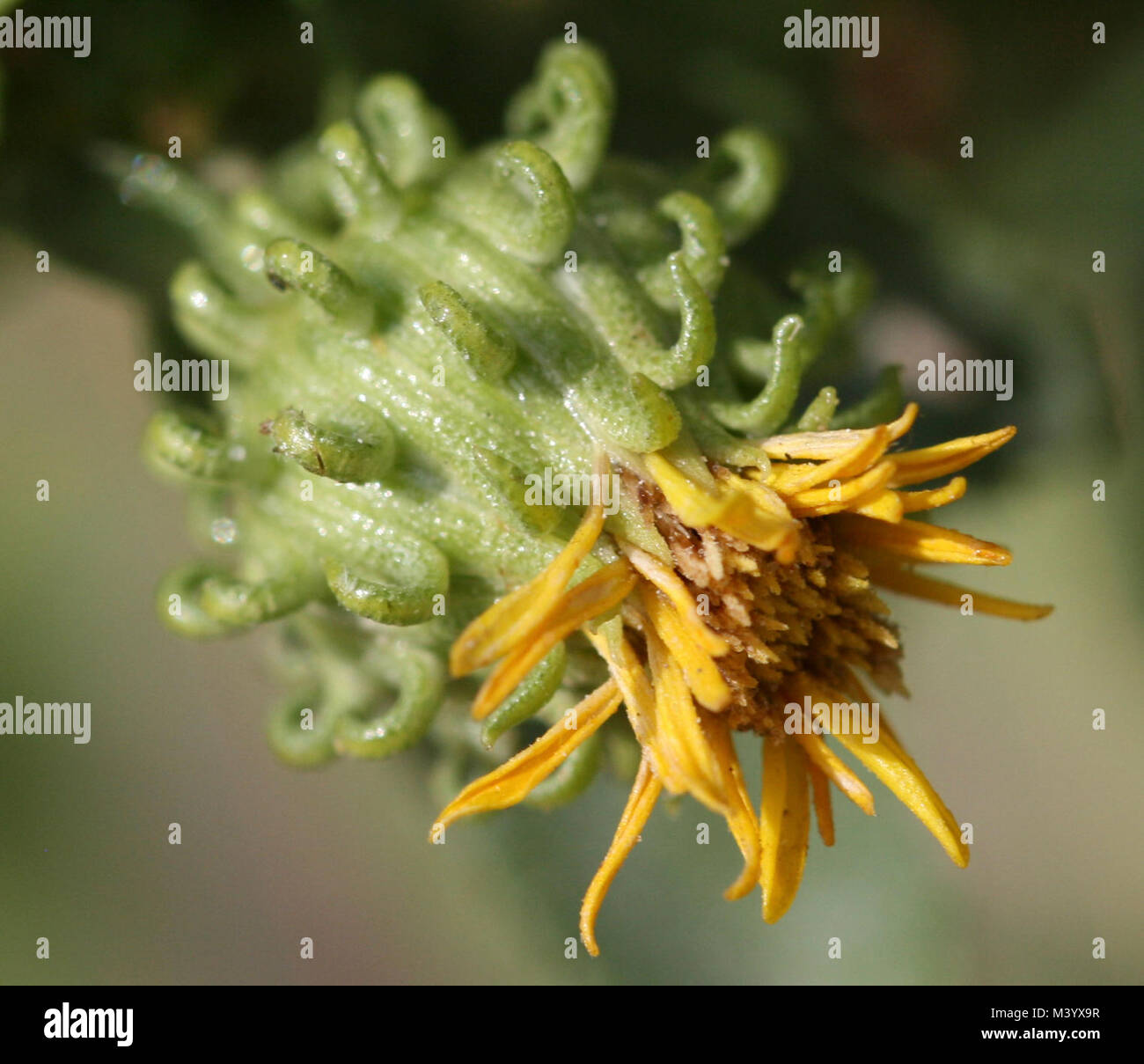 curlycup gumweed, Grindelia squarrosa Stock Photo - Alamy